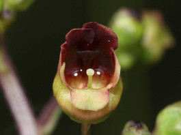 Chaney Root: Benefits of the Potent Jamaican Herb