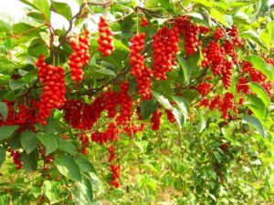 Schizandra (Wu Wei Zi, Five Flavor Berry): 6 Benefits of the Superberry