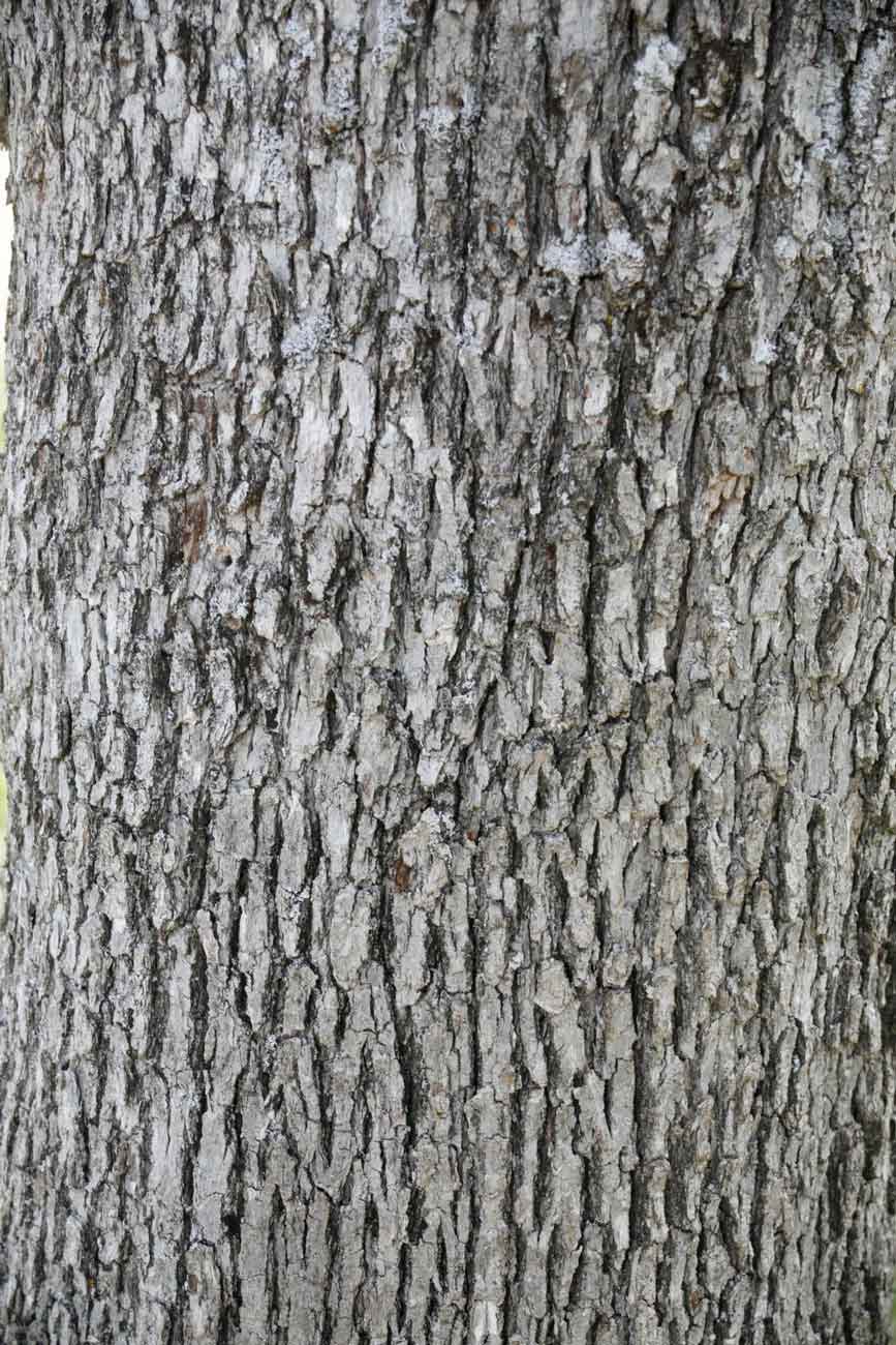 White Oak Bark: The Gift from the Ancient Gods