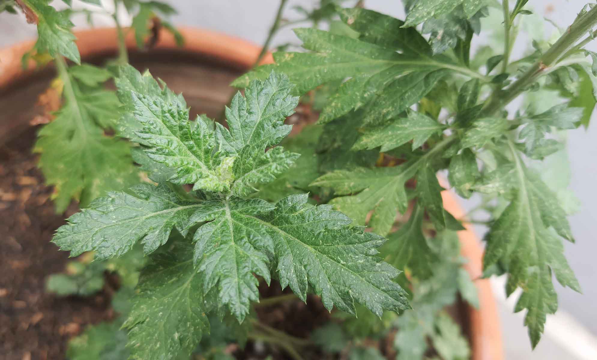 Mugwort (Artemisia vulgaris): The Beneficial Weed