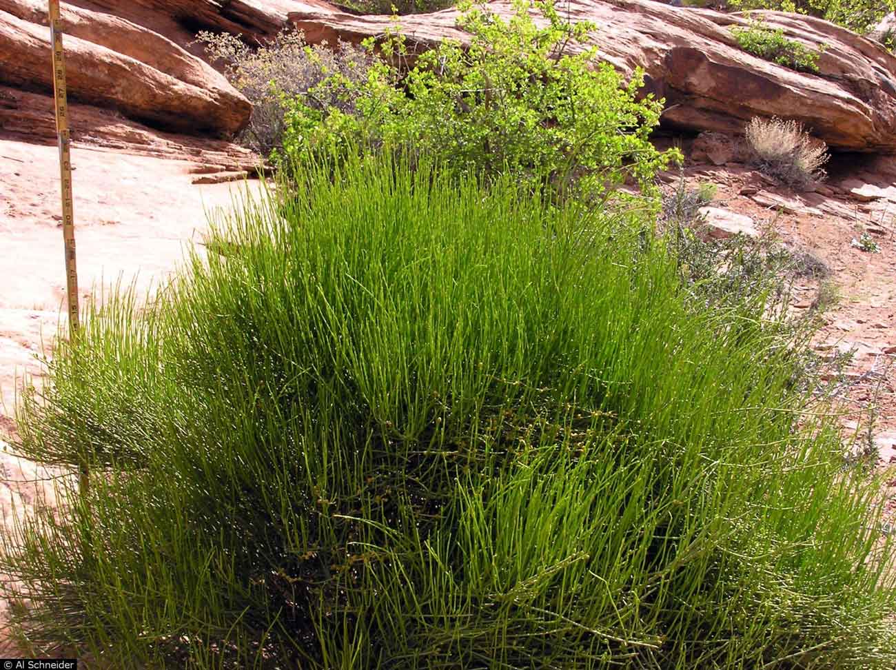 Mormon Tea (Brigham): The Ephedra Plant that Stimulates Weight Loss