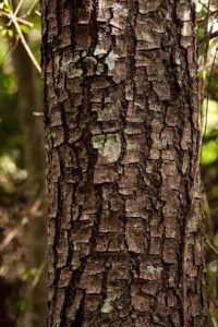 Pygeum Africanum: 10 Benefits that make it the Best Bark Supplement yet!
