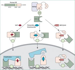 Natural Anti Androgen Blockers: The Best Supplements, Herbs and Foods