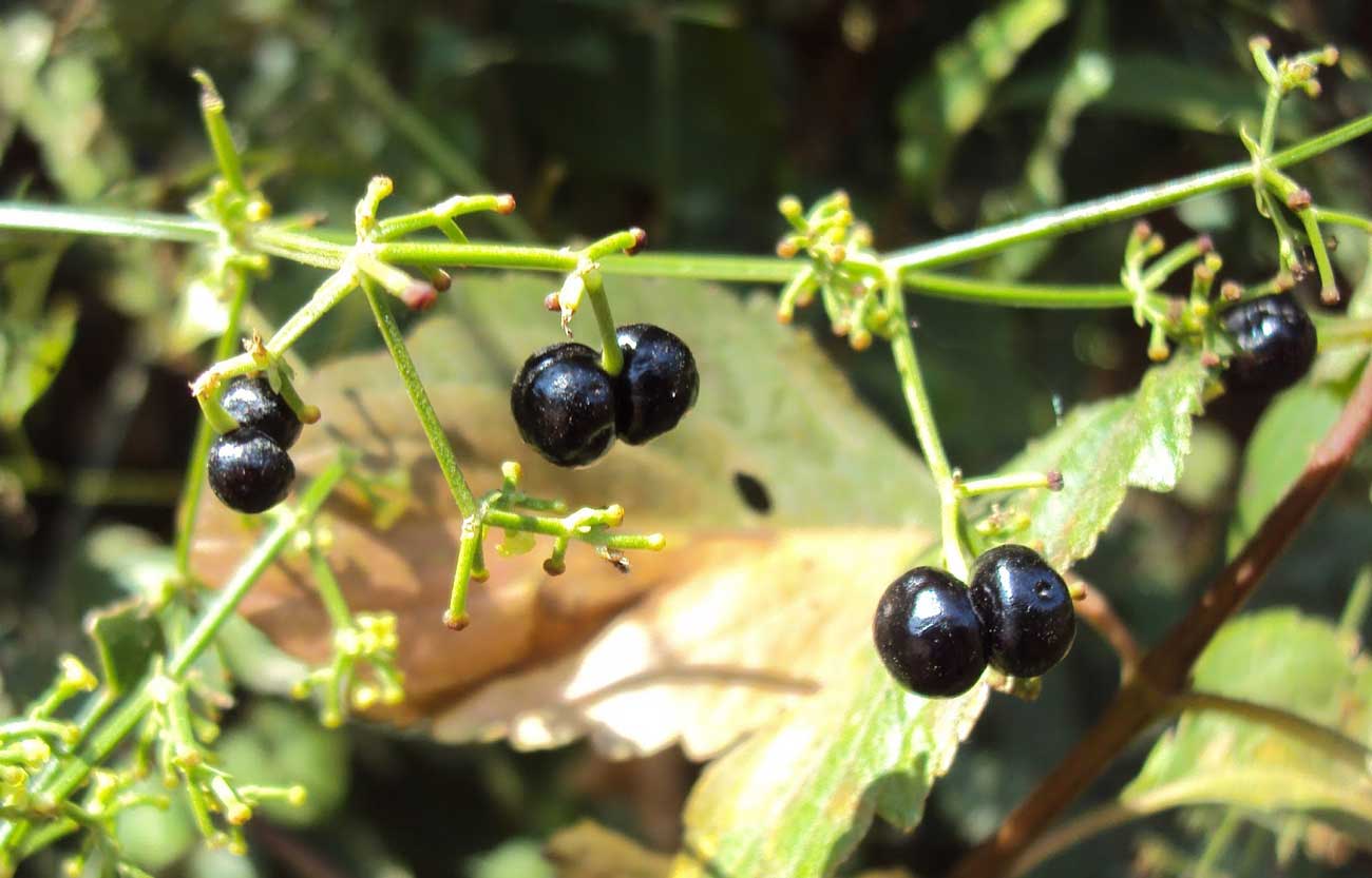 Manjistha (Rubia cordifolia): 17 Possible Benefits of the Ayurvedic Powder
