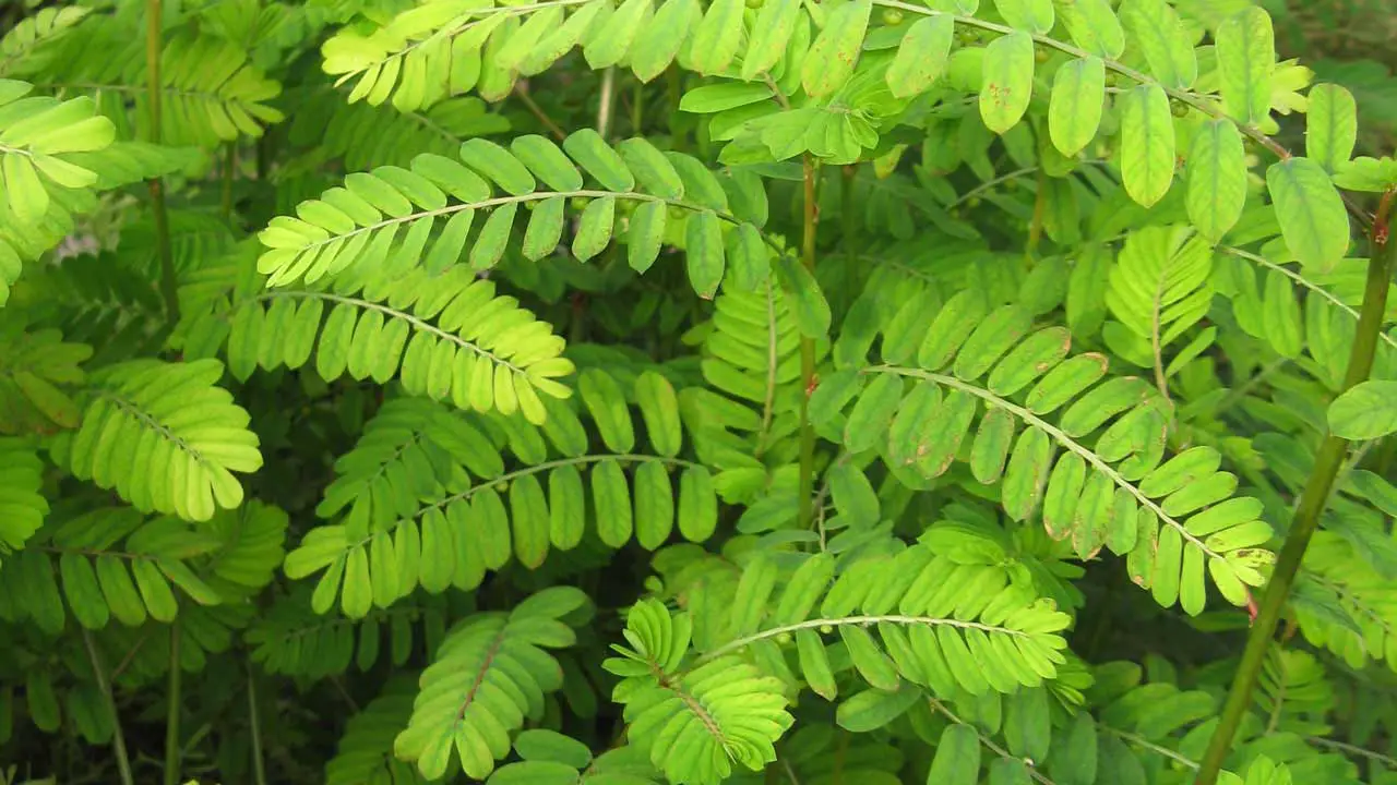 Chanca Piedra (Stonebreaker): A Tea for Kidney Stones and Gallstones