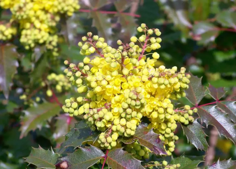 Oregon Grape Root (Mahonia Aquifolium): 17 Benefits of this Edible Plant
