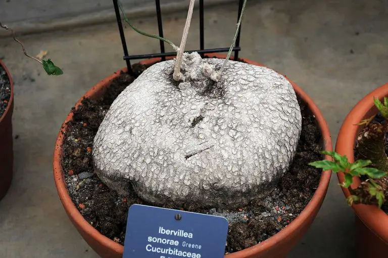 Wereke (Guareque, Ibervillea sonorae): Can this Tea Cure Diabetes?