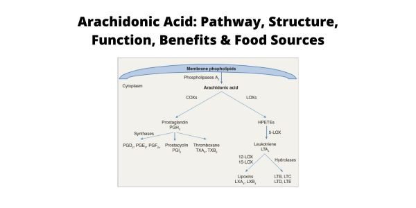 Arachidonic Acid: Pathway, Structure, Function, Benefits & Food Sources