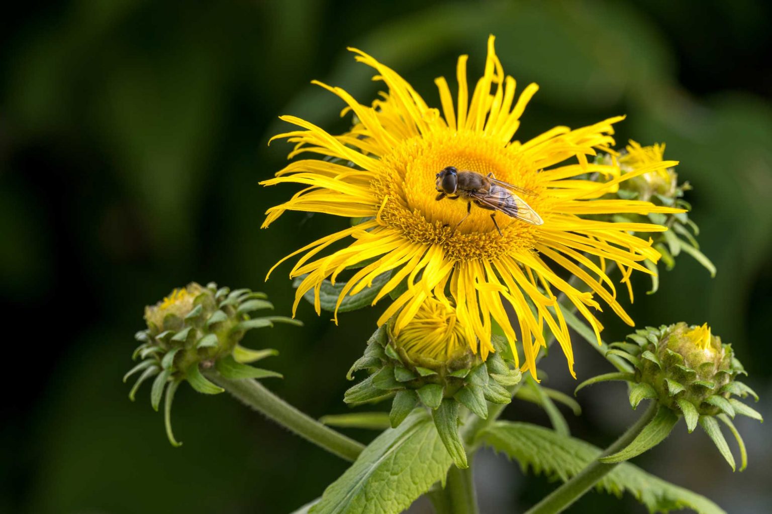 Elecampane Root (Inula Helenium): Can it benefit the lungs?
