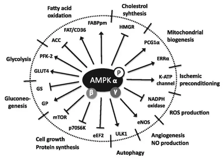 List of AMPK Enzyme Activators and the Benefits of AMPK Activation