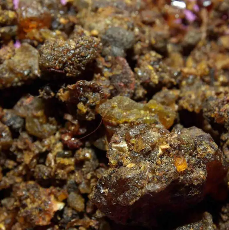 Guggul Gum (Commiphora mukul): Benefits for Thyroid, Acne and Weight Loss