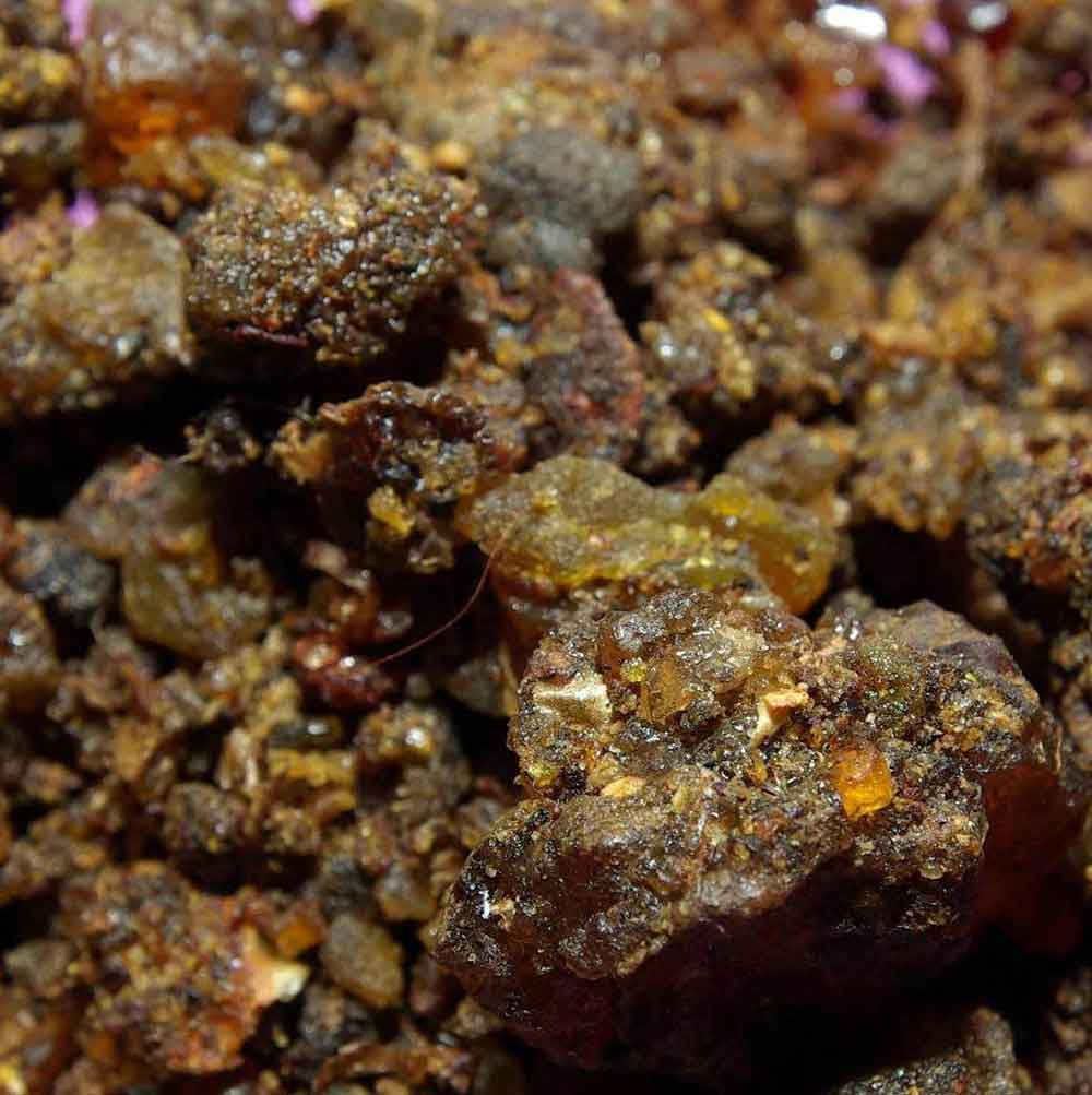 Guggul Gum (Commiphora mukul): Benefits for Thyroid, Acne and Weight Loss