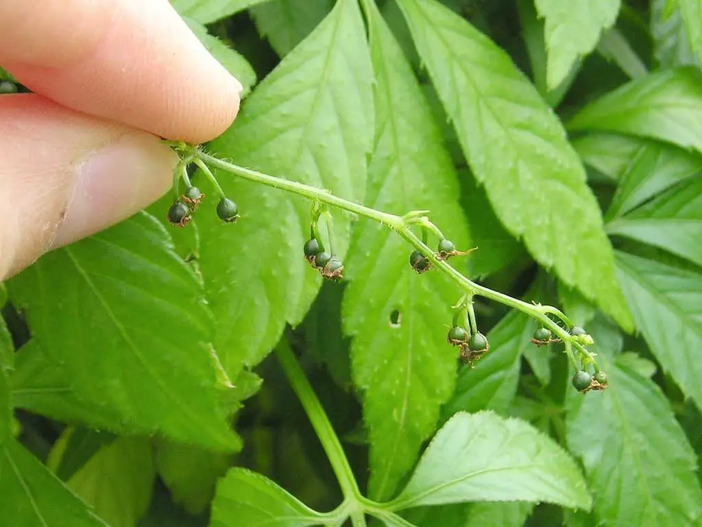 Jiaogulan Plant (Gynostemma): Does this Tea Live up to the Benefits?