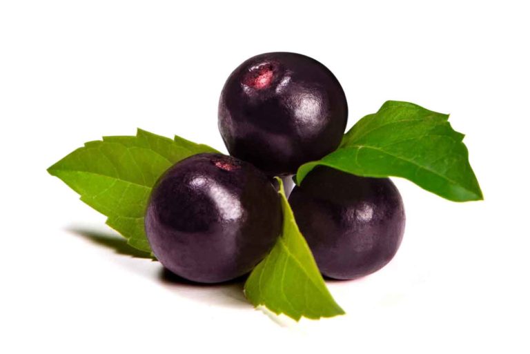 Maqui Berry (Aristotelia chilensis): 9 Benefits of the Real Superfruit