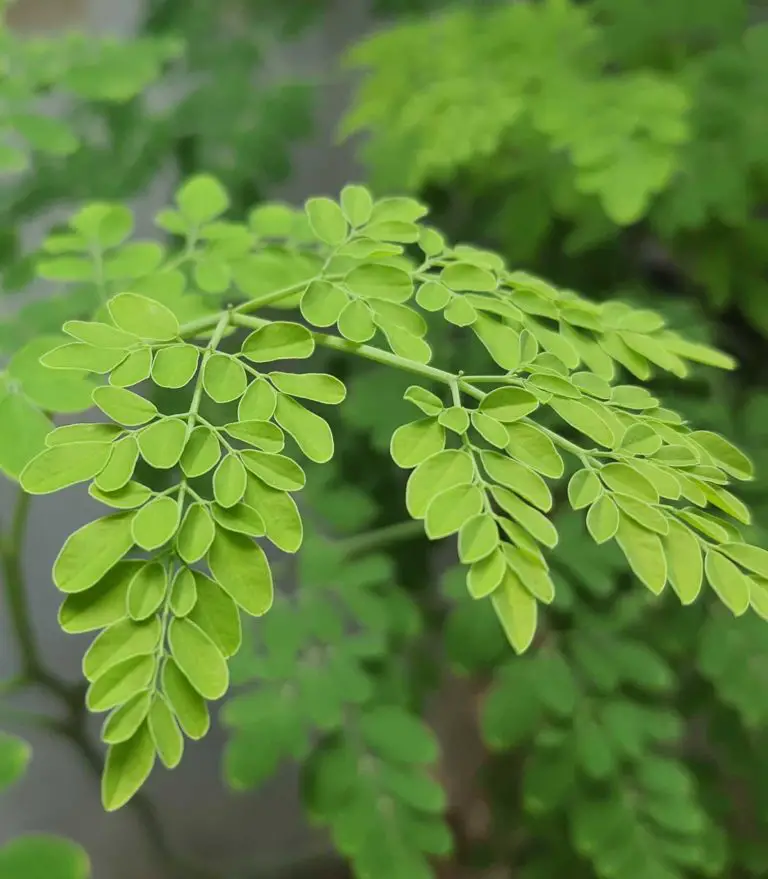 Moringa: The Underrated Superfood