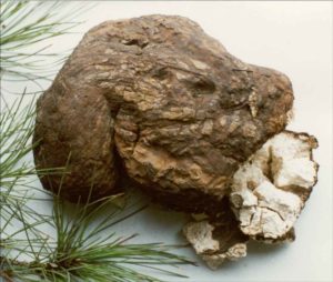 Poria (Fu Ling): Benefits of The Ancient Mushroom Fungus of Immortality