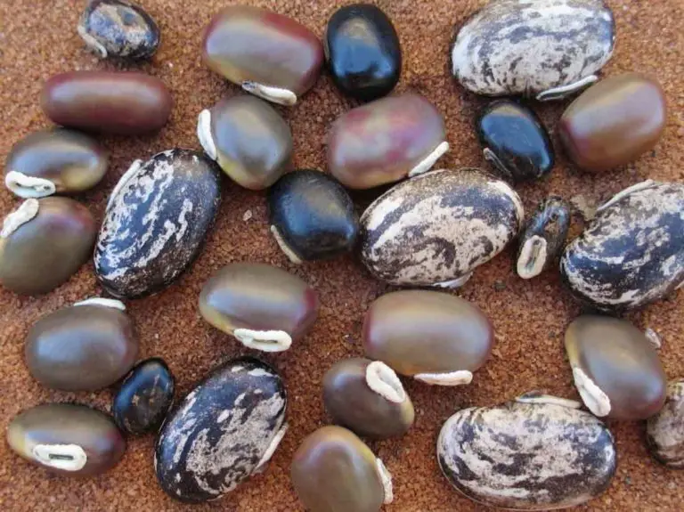 Mucuna Pruriens (Cowhage): The Powerful Velvet Bean full of L-DOPA