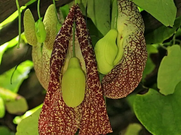 Duck Flower Cleanse: Everything You Need to Know