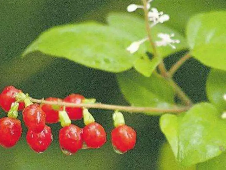 Dog Blood Bush (Rivina Humilis): What You Need To Know